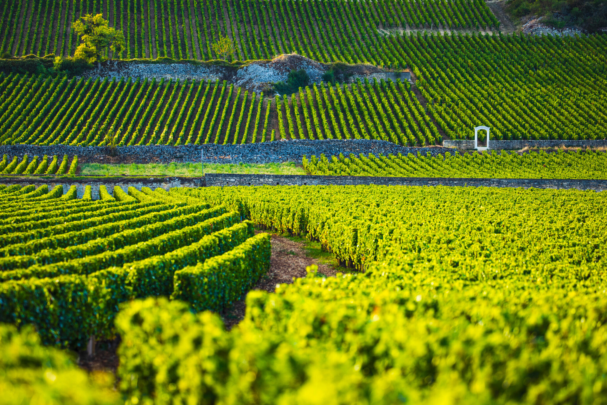Vineyard – Olivier Leflaive Vineyard – Olivier Leflaive