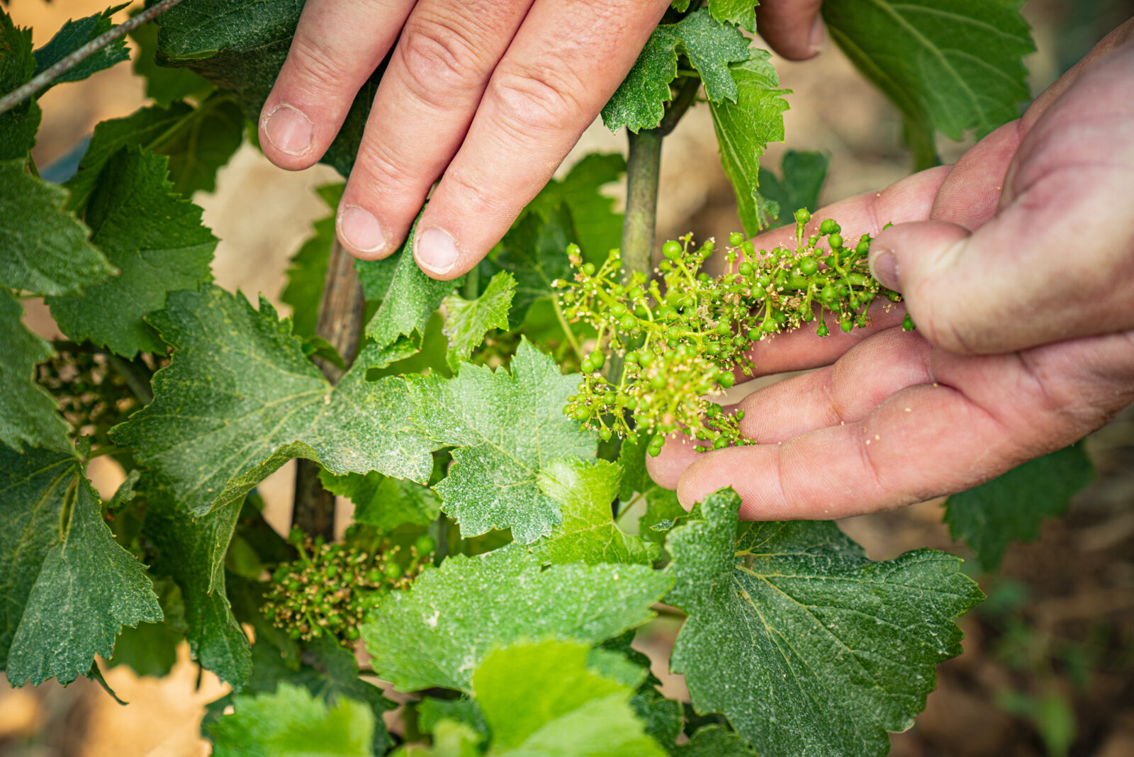 Vineyard – Olivier Leflaive Vineyard – Olivier Leflaive