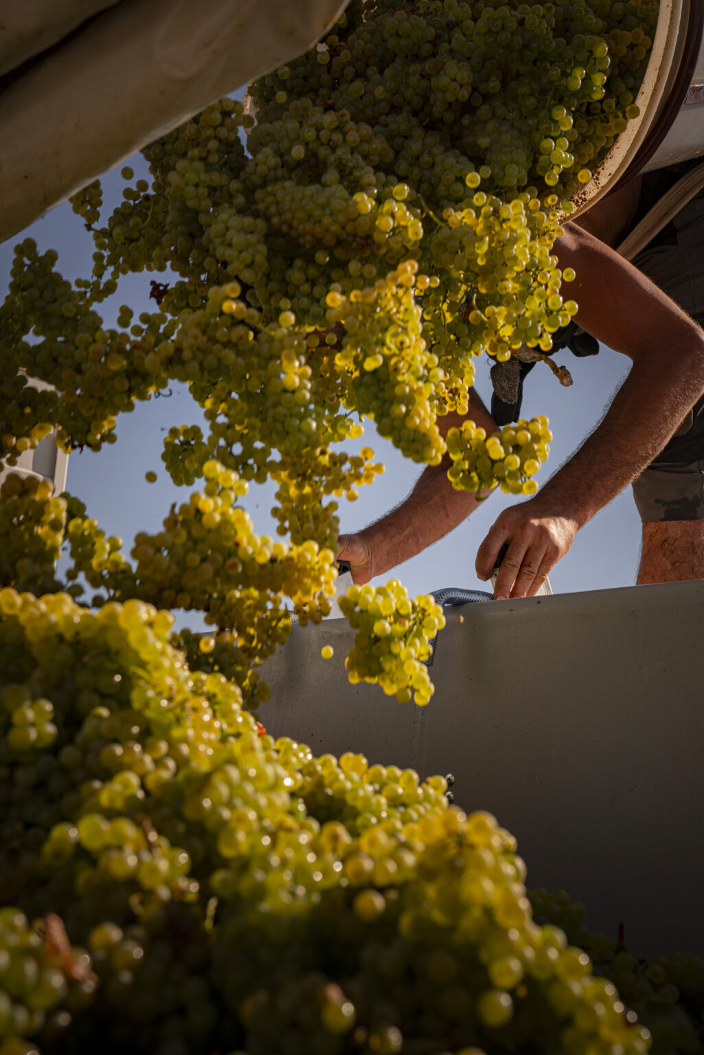 Winemaking – Olivier Leflaive