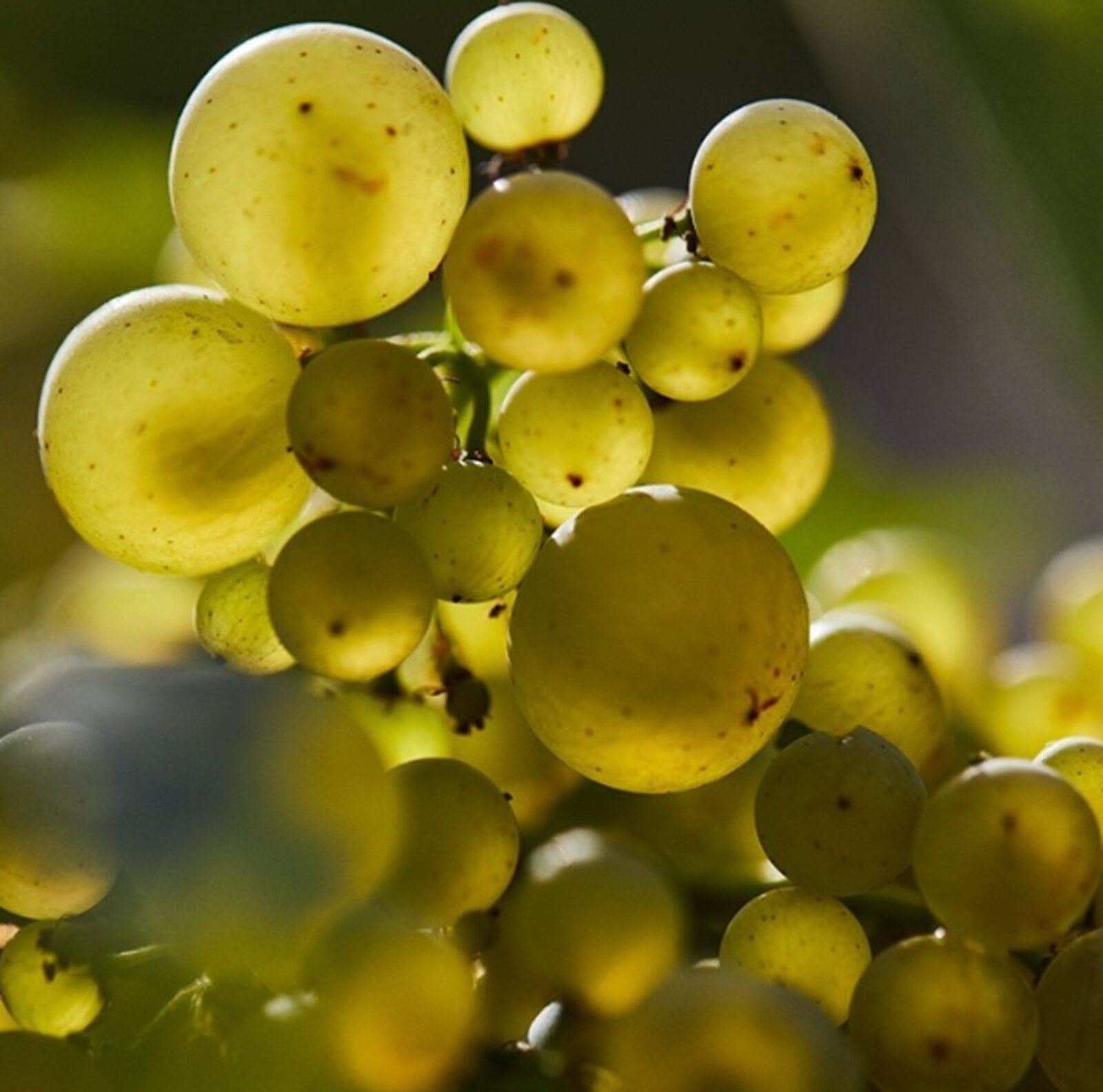 Vineyard – Olivier Leflaive Vineyard – Olivier Leflaive