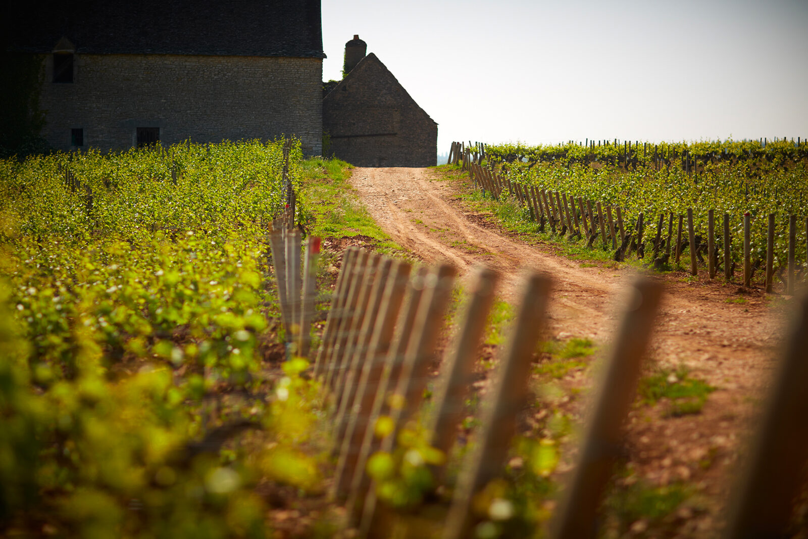 Vigne – Olivier Leflaive